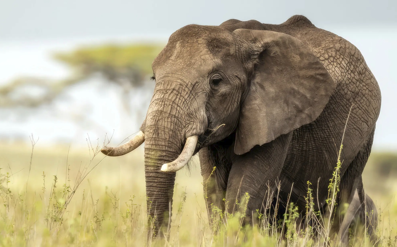Ganda Cultural Expeditions – We Surpass Expectations